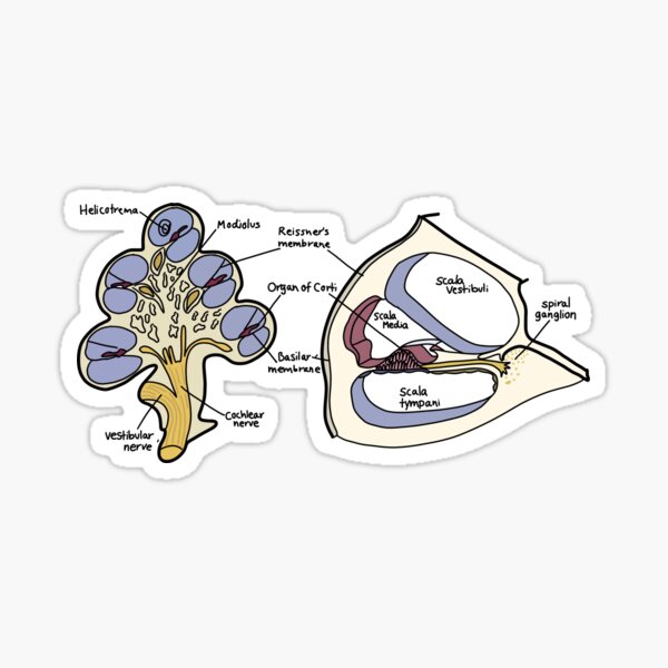 "Cochlea Ear Anatomy " Sticker for Sale by Kru22 | Redbubble