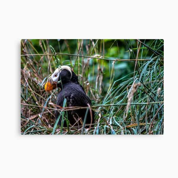 Point Defiance Zoo Gifts & Merchandise | Redbubble