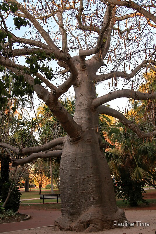"BOAB TREE, Broome" by Pauline Tims | Redbubble