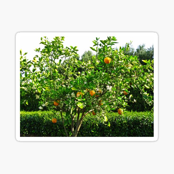 "Fragrant Orange Tree " Sticker for Sale by blossom | Redbubble