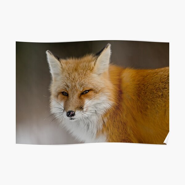 "Roter Fuchs" Poster von jaydee1400 | Redbubble