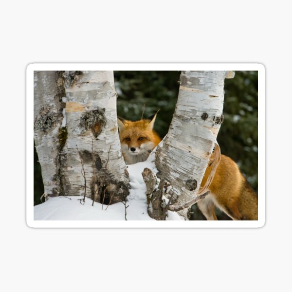 "Red Fox" Sticker by jaydee1400 | Redbubble