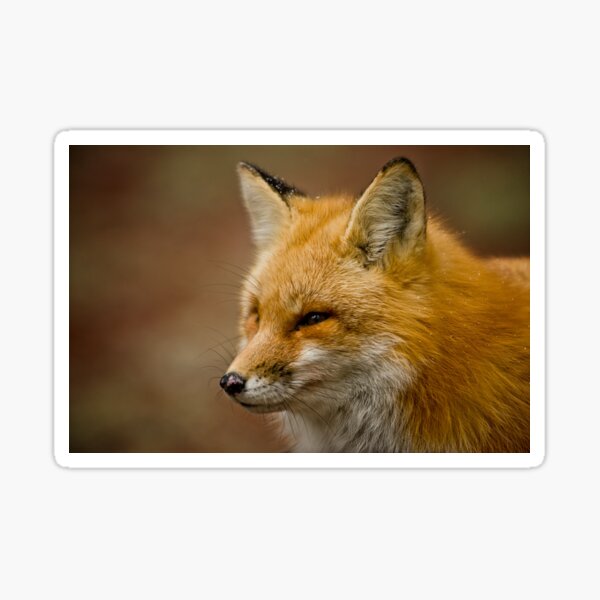 "Red Fox" Sticker for Sale by jaydee1400 | Redbubble
