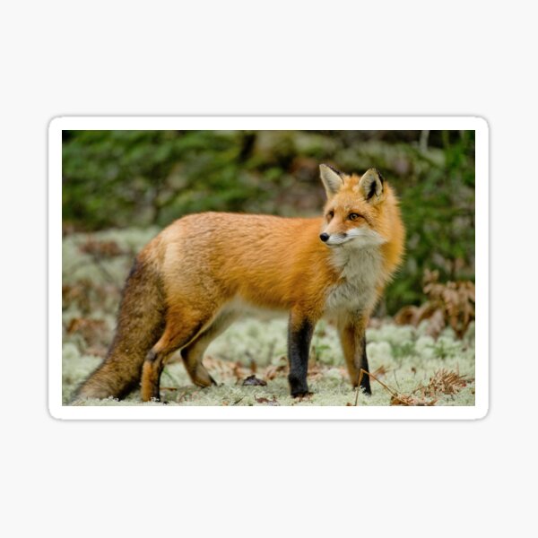 "Red Fox" Sticker by jaydee1400 | Redbubble