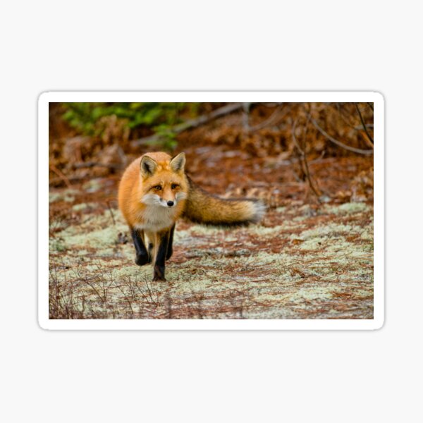"Red Fox" Sticker for Sale by jaydee1400 | Redbubble