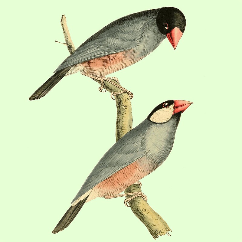 "Paddy bird, Rice bird, or Java Sparrow Bird Illustration by William ...