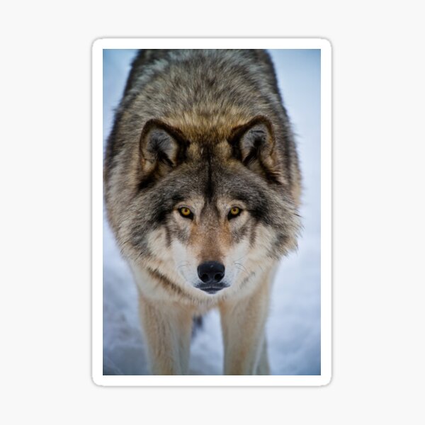 "Timber Wolf" Sticker by jaydee1400 | Redbubble