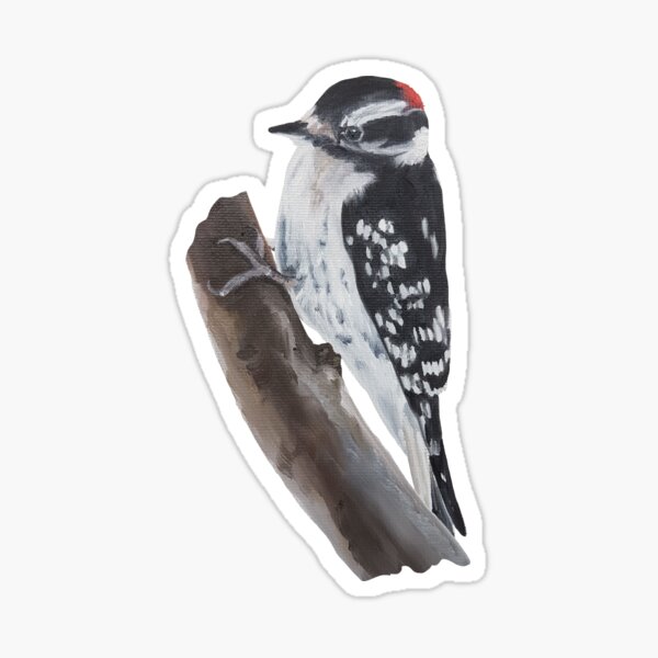 "Downy Woodpecker painting" Sticker for Sale by EmilyBickell | Redbubble
