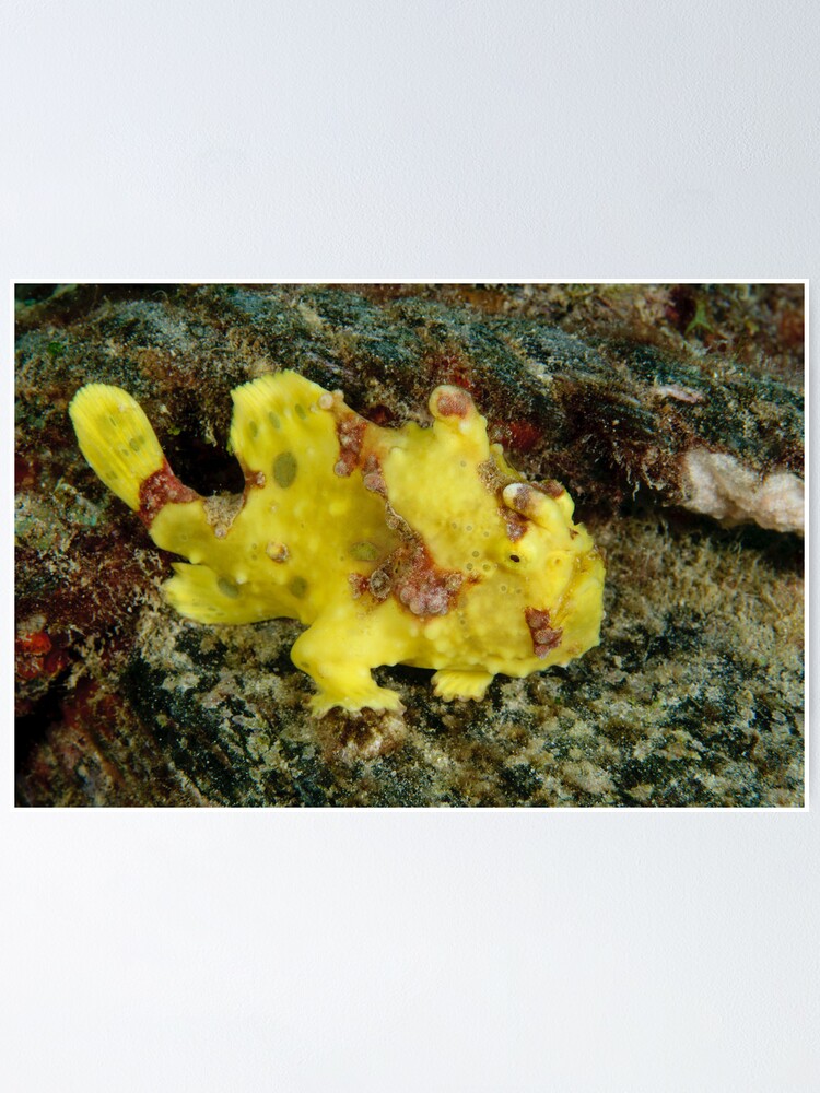 "Warty Anglerfish - Mabul Island, Malaysia" Poster for Sale by andrewtj ...