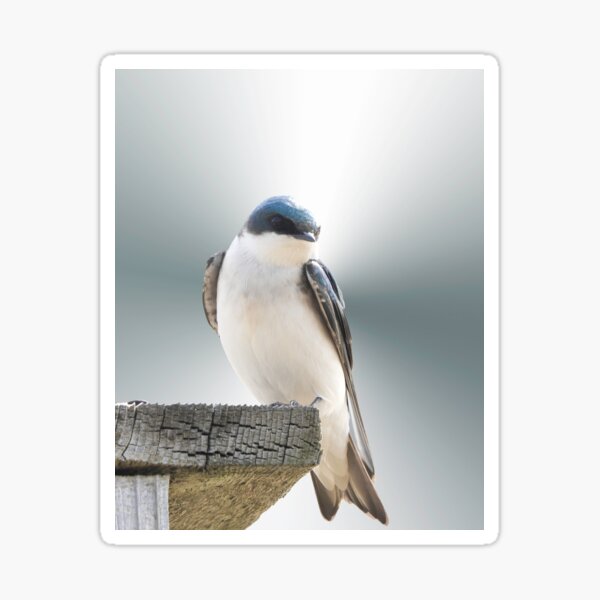 "Radiant" Sticker for Sale by alophoto1 | Redbubble