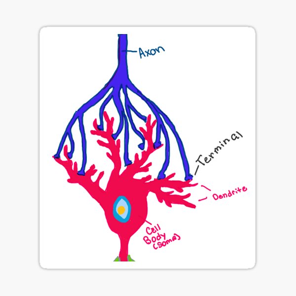 "axon terminal doodle" Sticker for Sale by icon-oclast | Redbubble