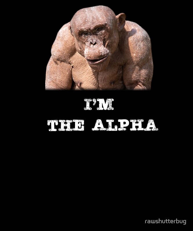 "Jambo The Hairless Chimp I'm The Alpha (White Text)" by rawshutterbug ...