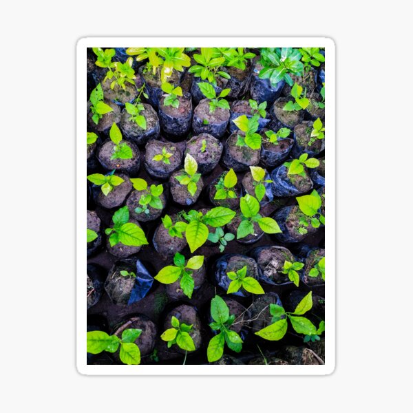 "small green plants in soil" Sticker for Sale by Sambhav2103 | Redbubble