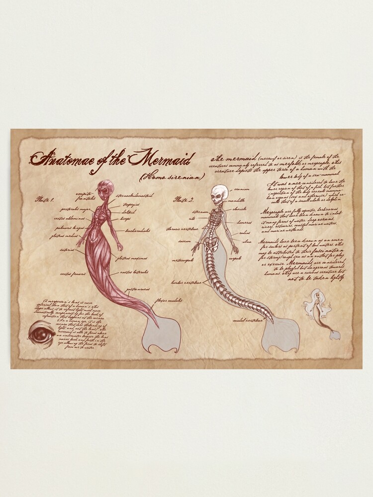 "Anatomy of the Mermaid" Photographic Print by awkaffections | Redbubble