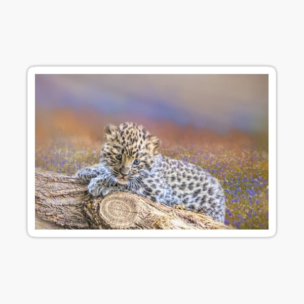 "Amur Leopard Cub" Sticker for Sale by fineart2017 | Redbubble