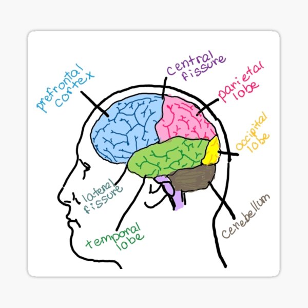 "The Four Lobes of the Human Brain" Sticker for Sale by NeuroNotes Hub ...