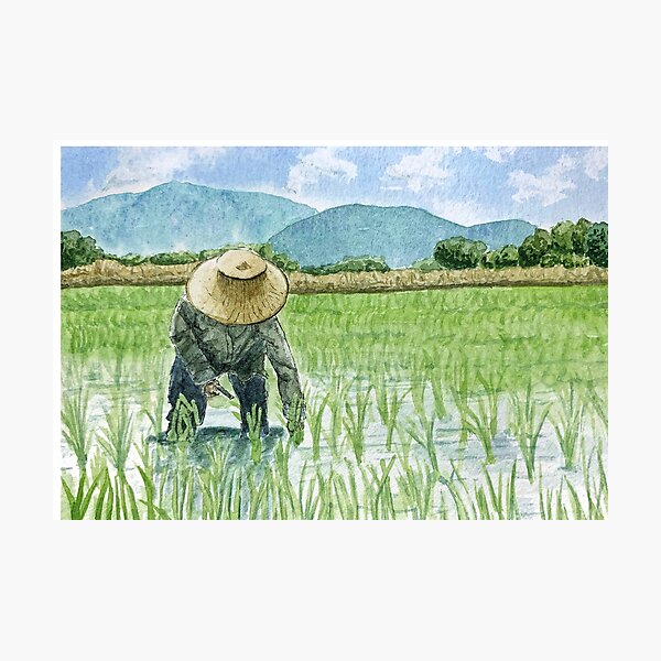 "Magtanim Ay Di Biro (Farmer in a Rice Field)" Photographic Print for ...