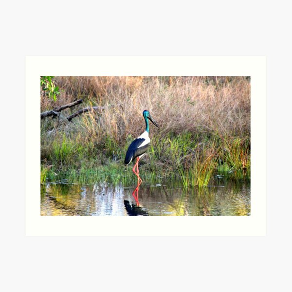 Jabiru Wall Art | Redbubble