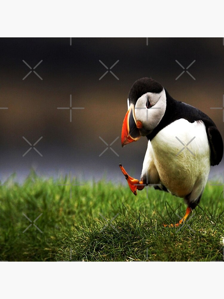 "Dancing puffin" Poster by itsafrojack1994 | Redbubble