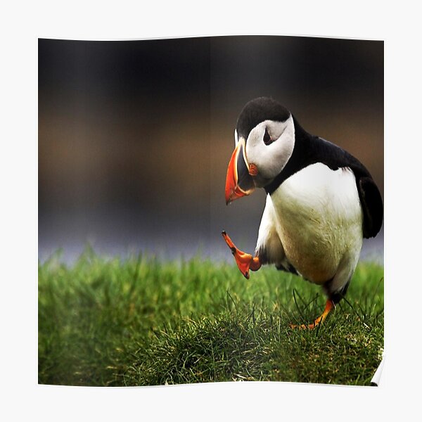 "Dancing puffin" Poster by itsafrojack1994 | Redbubble