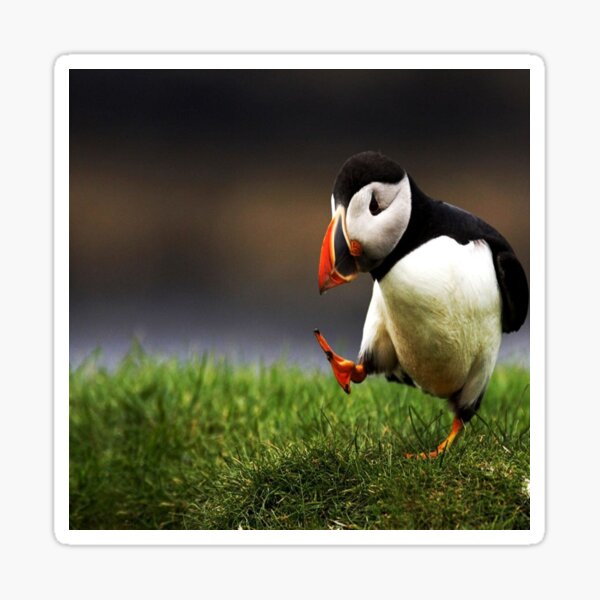 "Dancing puffin" Sticker for Sale by itsafrojack1994 | Redbubble