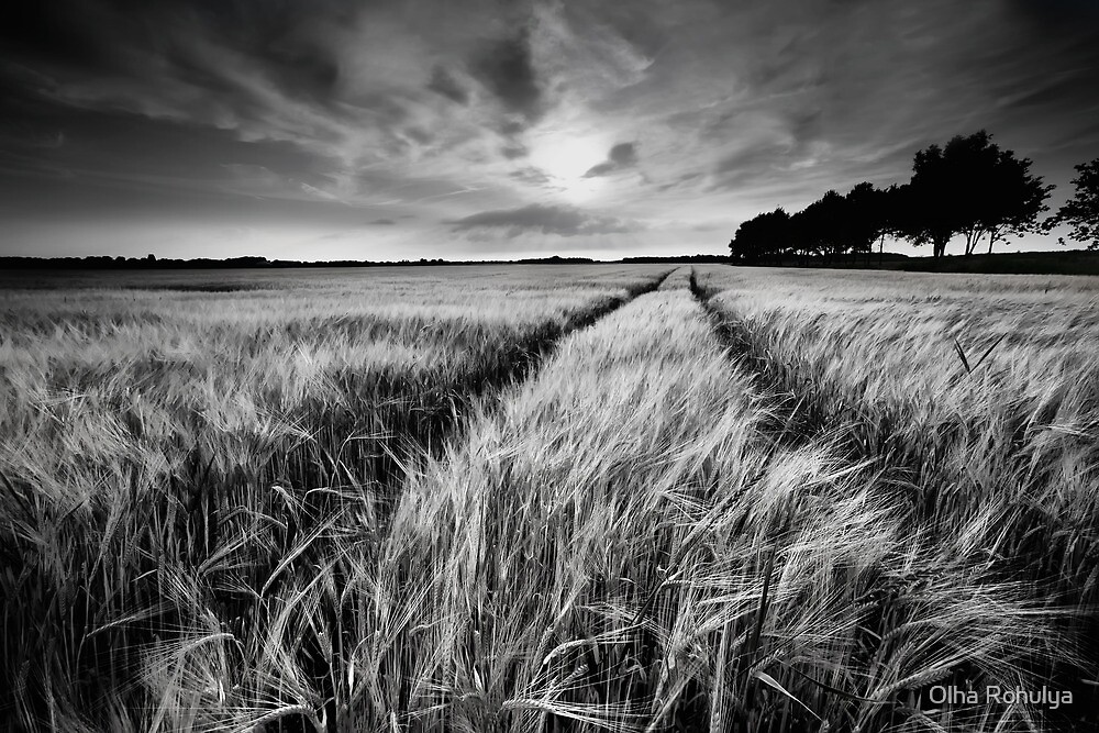 "Wheat field, black and white" by Olha Rohulya | Redbubble