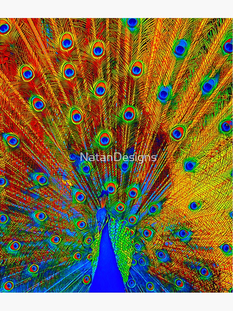 Peacock Showing Off His Feathers Sticker By Natandesigns Redbubble