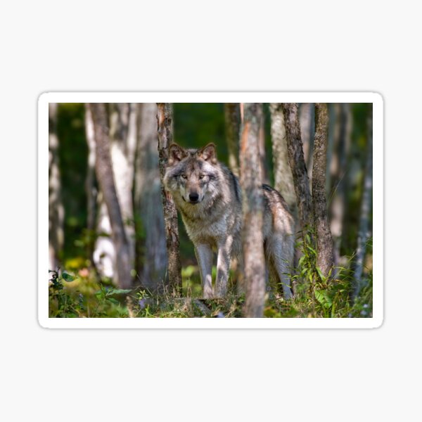 "Timber wolf in Forest" Sticker for Sale by jaydee1400 | Redbubble