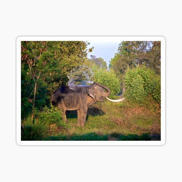 "Asian Elephant" Sticker by tpixx | Redbubble