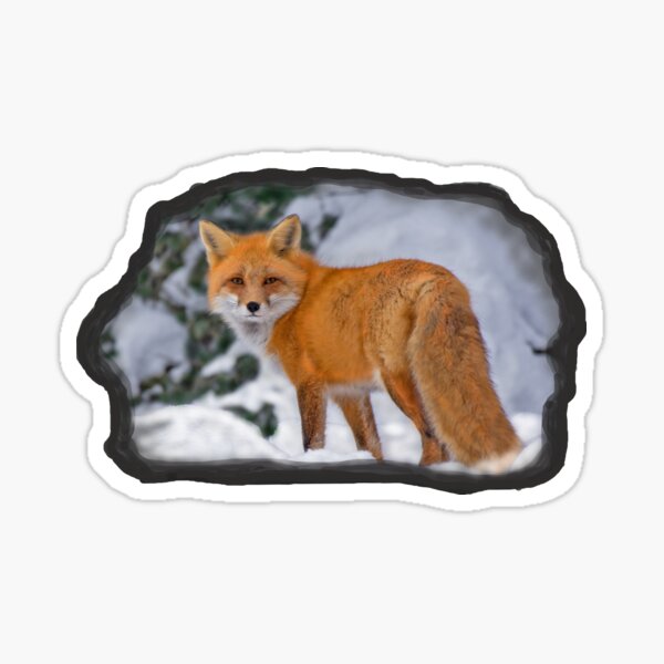 "the fox" Sticker by coffeecountyjim | Redbubble