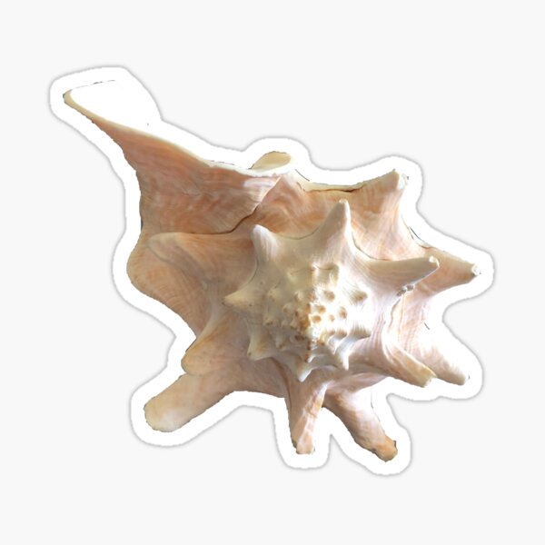 "Conch Shell" Sticker for Sale by LCRobertsonArt | Redbubble