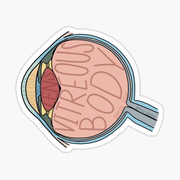 "Eye Anatomy Labeled" Sticker for Sale by AtlasPrints | Redbubble