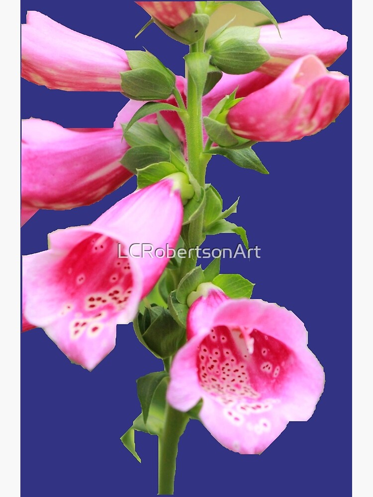 "Foxglove Flowers" Poster for Sale by LCRobertsonArt | Redbubble