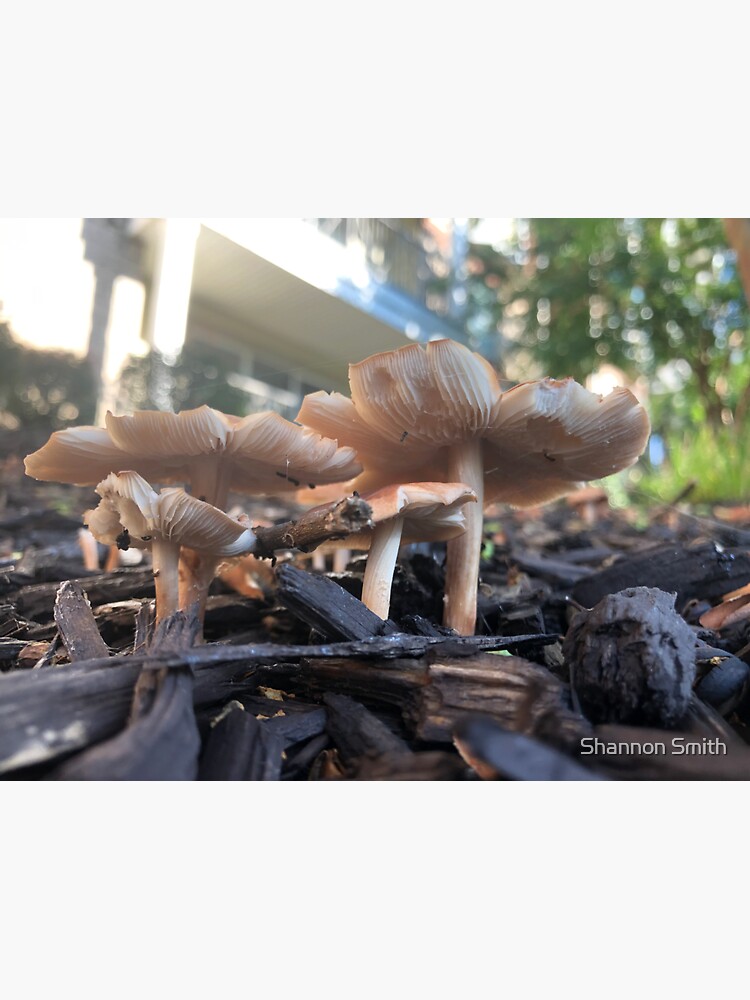 "Miranda" Sticker by smit24sc | Redbubble