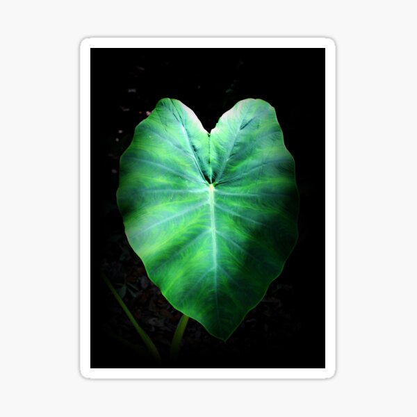 "Elephant Ear" Sticker for Sale by whiteworks5 | Redbubble