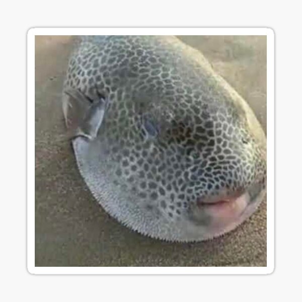 Plab Gifts & Merchandise for Sale | Redbubble