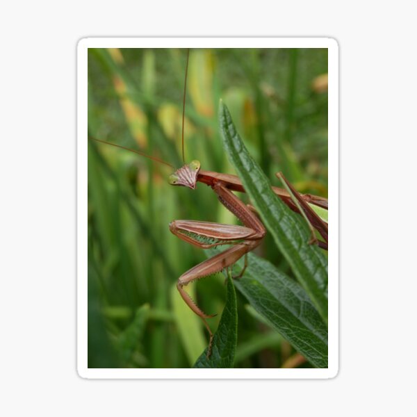 "Mantis" Sticker for Sale by catrantula | Redbubble