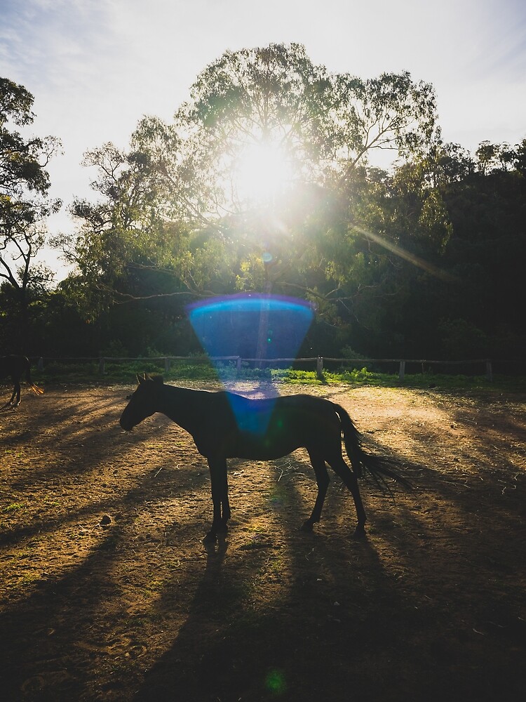 Lámina fotográfica «Silueta de corcel. Caballo australiano» de ...
