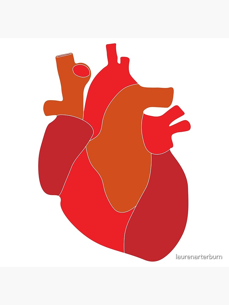 "Red Anatomical Heart" Poster for Sale by laurenarterburn | Redbubble