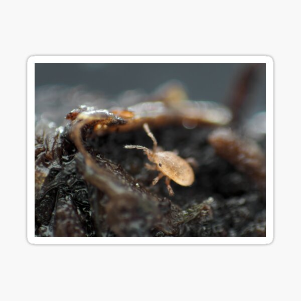 "Tiny soil mite under the microscope" Sticker for Sale by sdymchenko ...