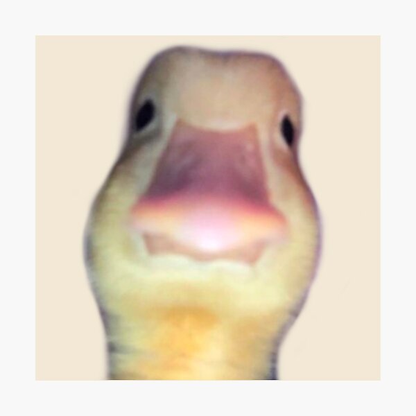 Duck Photographic Prints | Redbubble