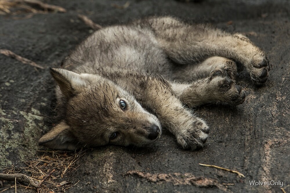 "Timber Wolf Pup" by WolvesOnly | Redbubble