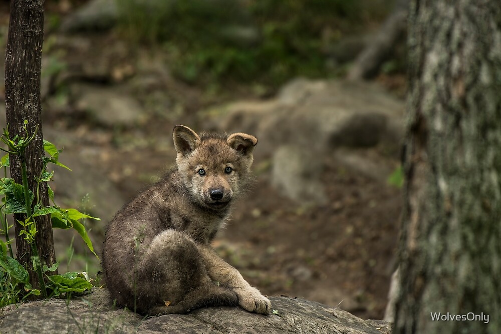 "Timber Wolf Pup" by WolvesOnly | Redbubble