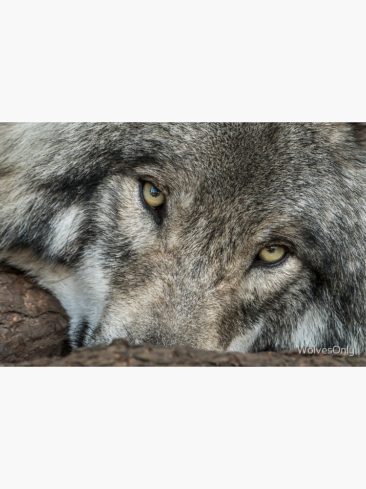 "Timber Wolf" Sticker for Sale by WolvesOnly | Redbubble