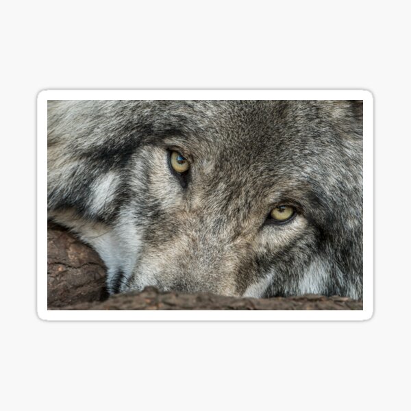 "Timber Wolf" Sticker for Sale by WolvesOnly | Redbubble