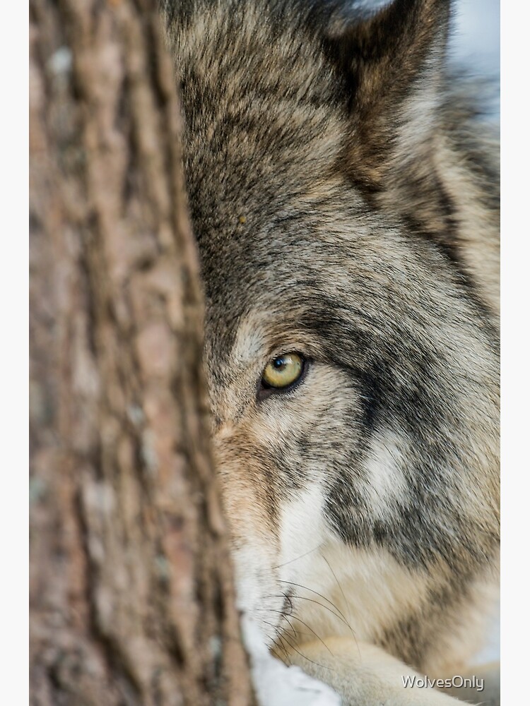 "Timber Wolf" Framed Art Print for Sale by WolvesOnly | Redbubble