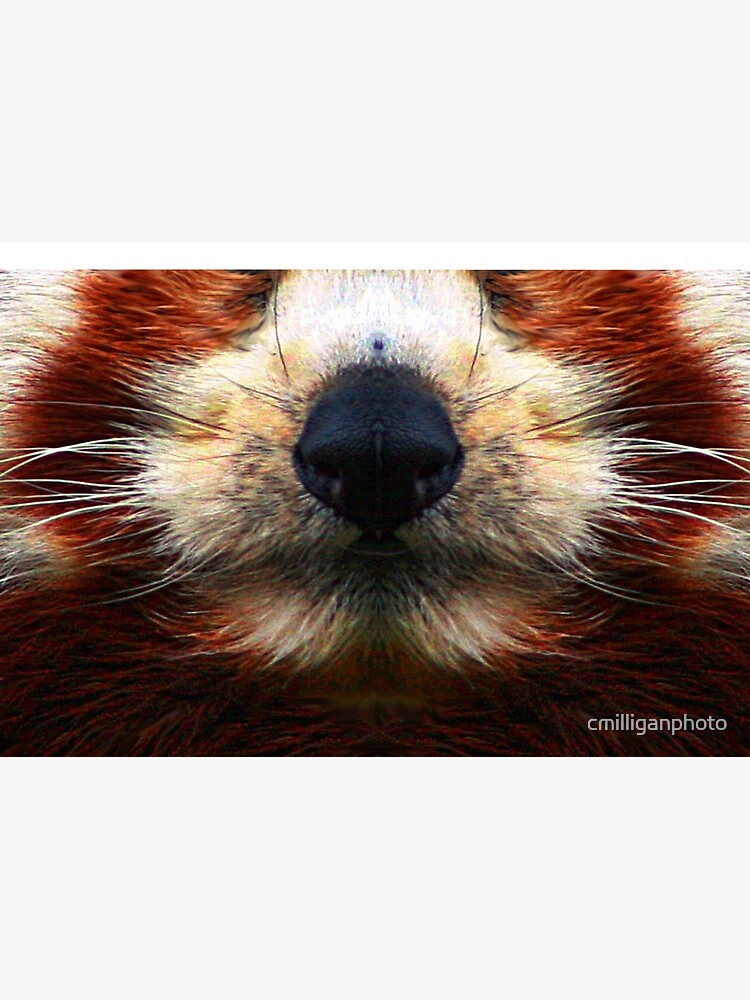 "Red Panda Face Photo Facemask" Mask by cmilliganphoto | Redbubble