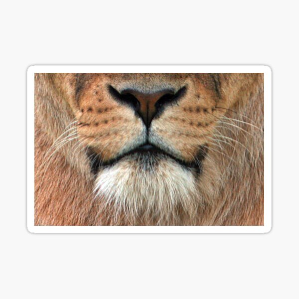 "African Lion Face Photo Facemask" Sticker for Sale by cmilliganphoto ...