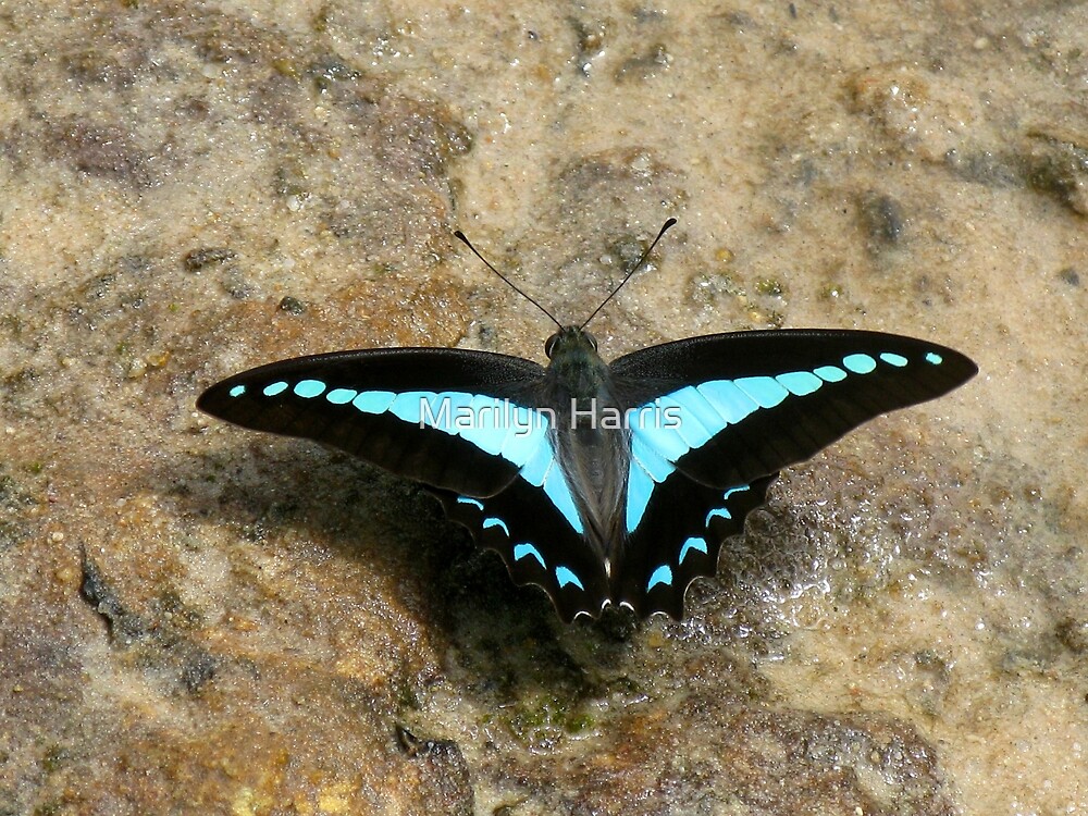 "Blue Triangle Butterfly (Graphium sarpedon choredon)" by Marilyn ...
