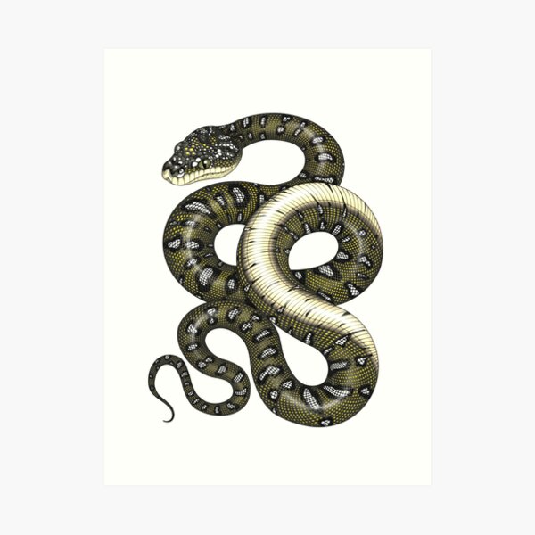 "Diamond Python " Art Print for Sale by miss-varanus | Redbubble